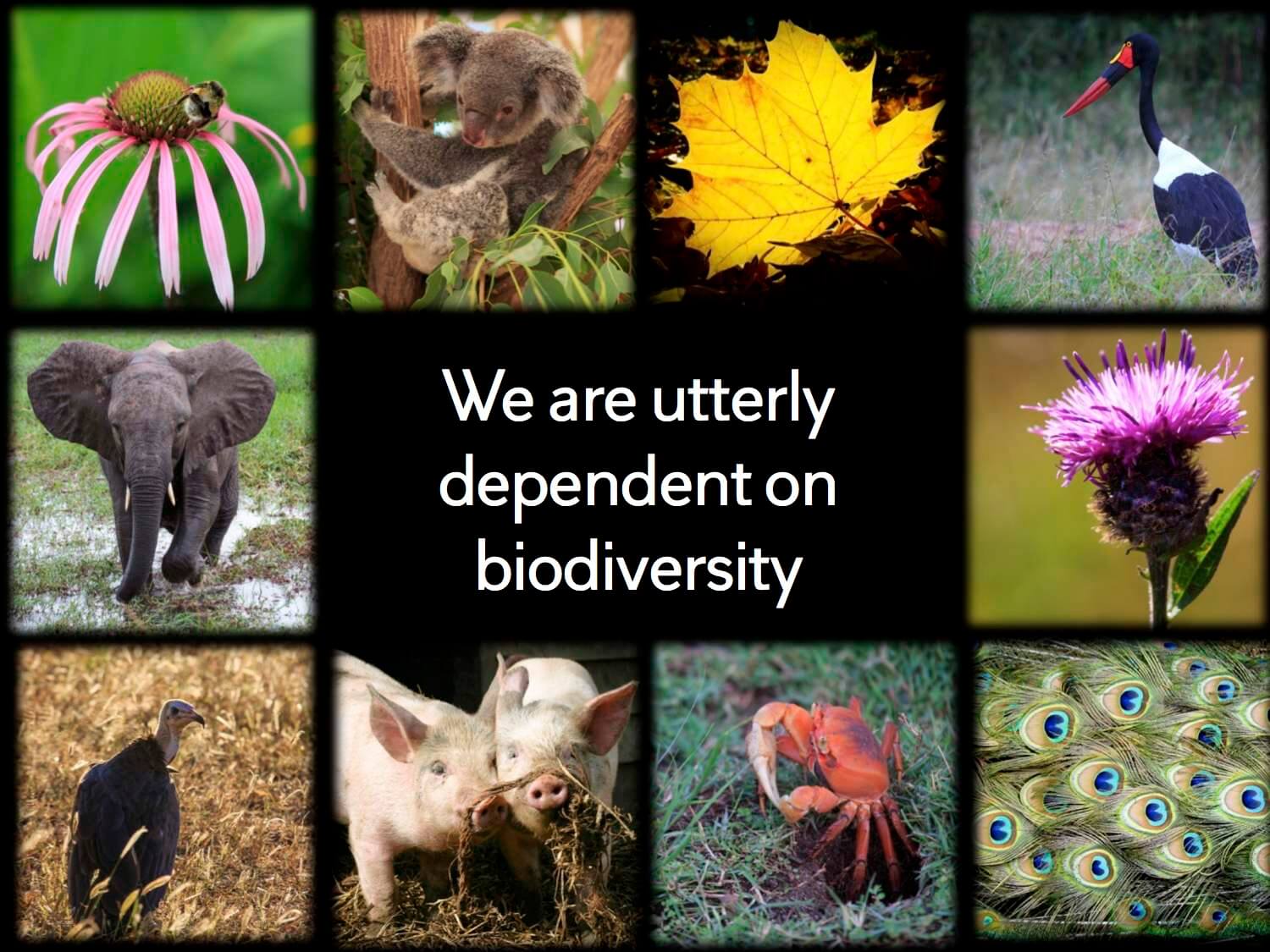 Biodiversity. Part 3 - We are utterly dependent on biodiversity ...