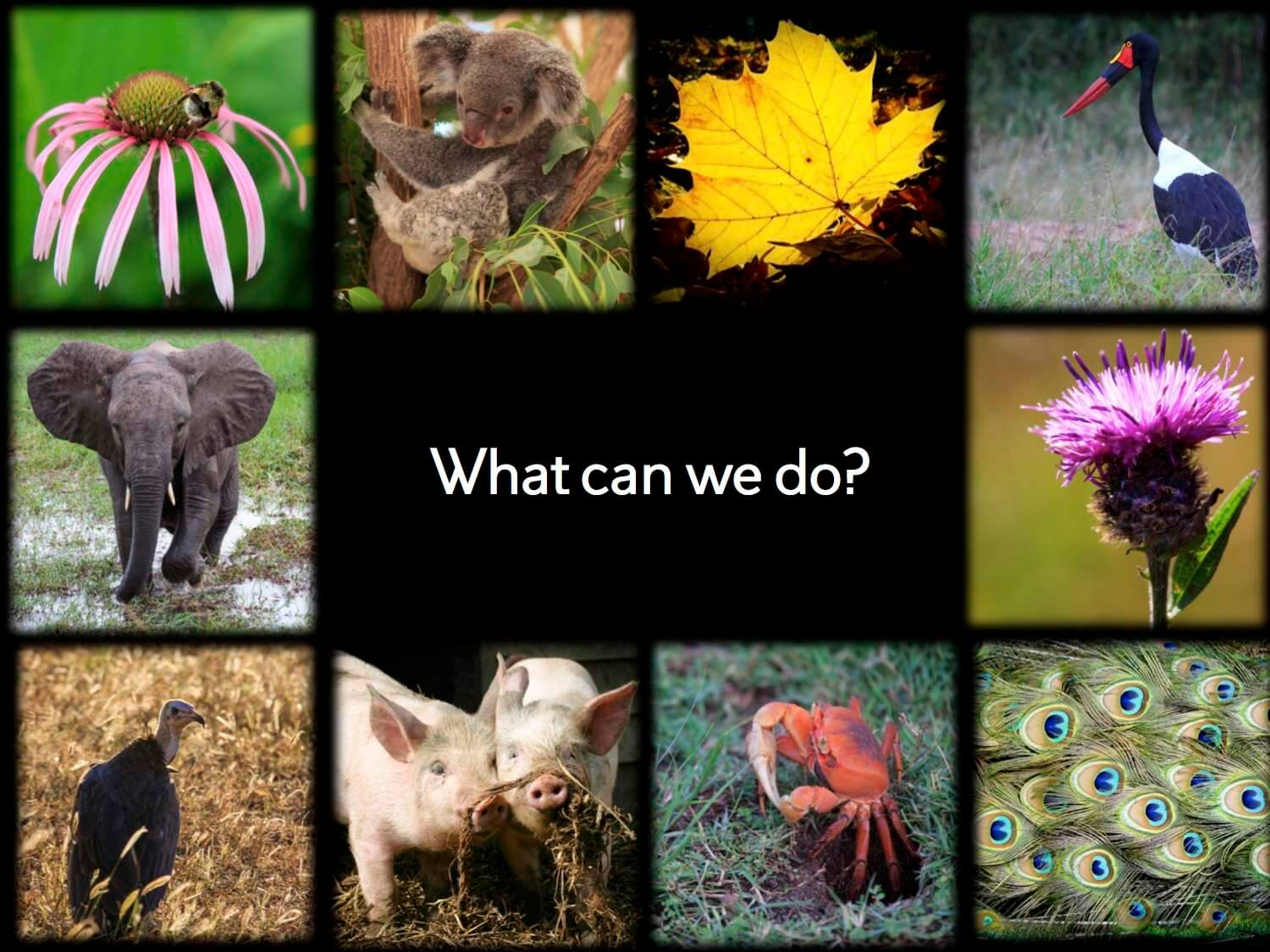 Biodiversity. Part 7 - What can we do? - Anglican Alliance